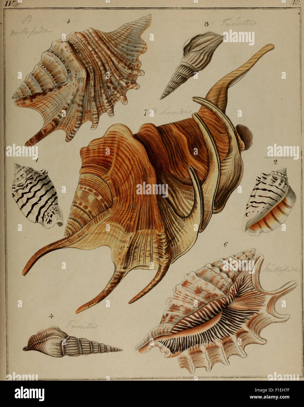 *Die Flügelschnecken (Strombea)* is a scientific work that documents ...