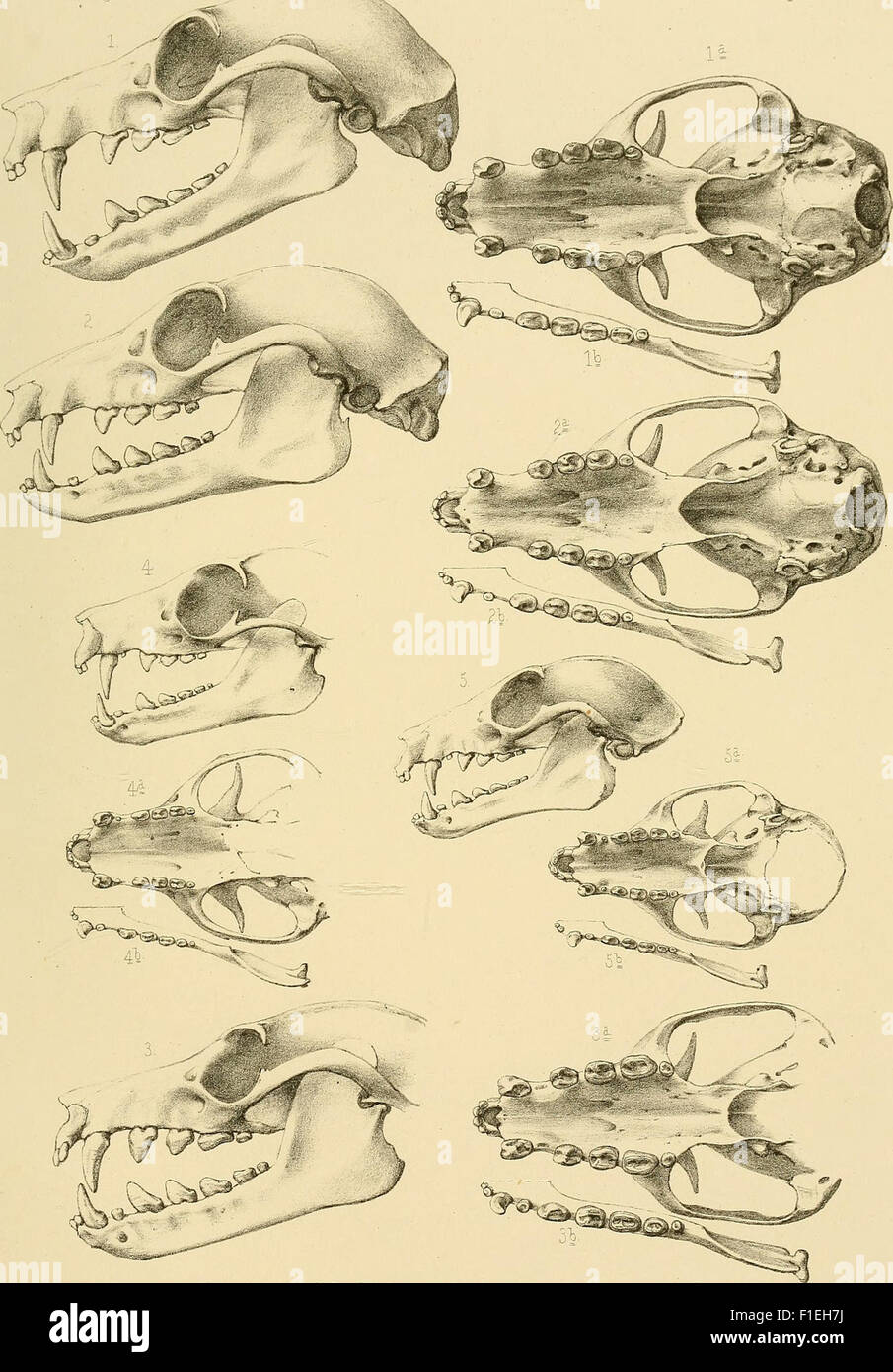 This 1899 work on bats, published by the Berlin Museum of Natural ...