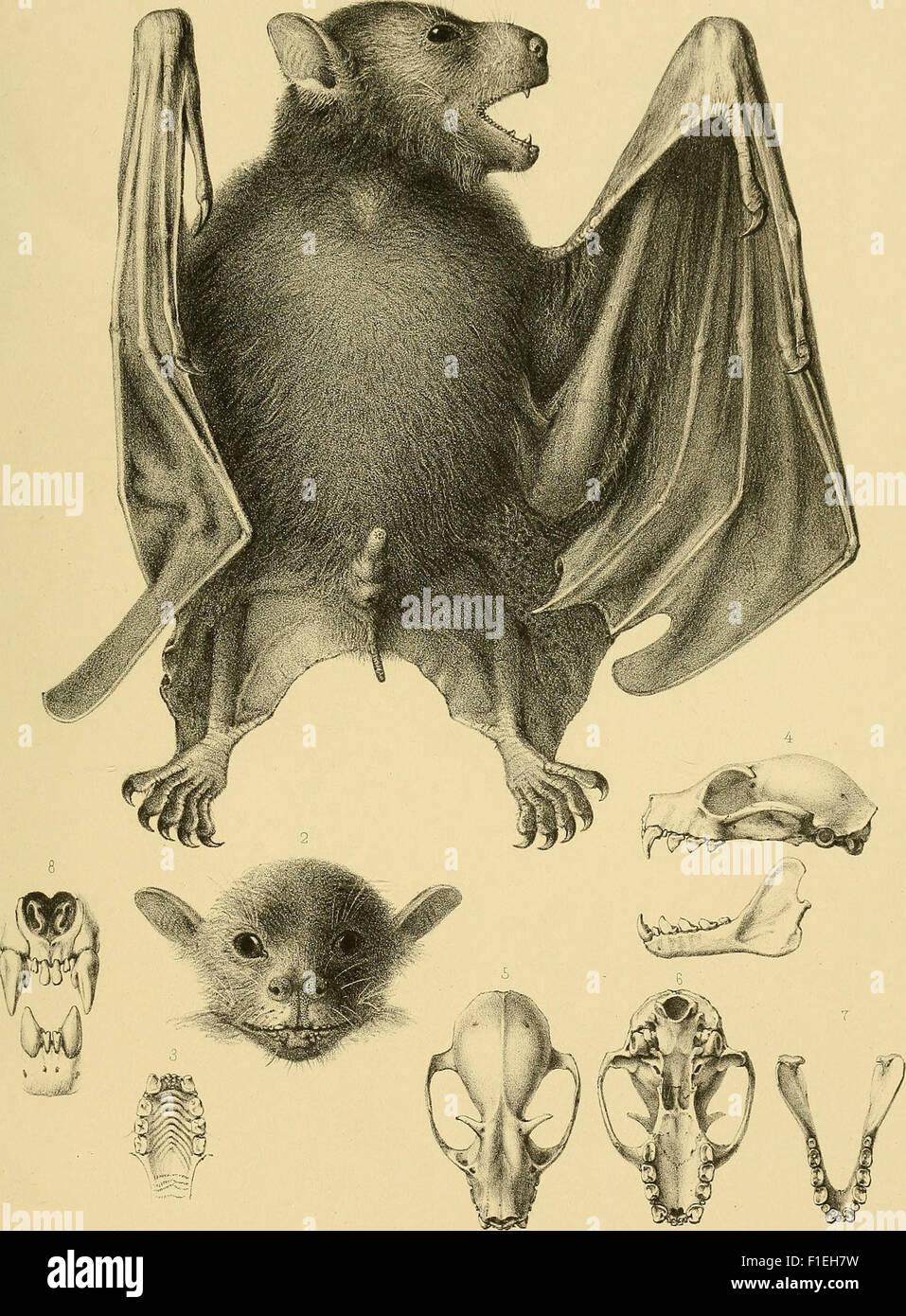 A 1899 work documenting the bat species housed in the Berlin Museum of ...