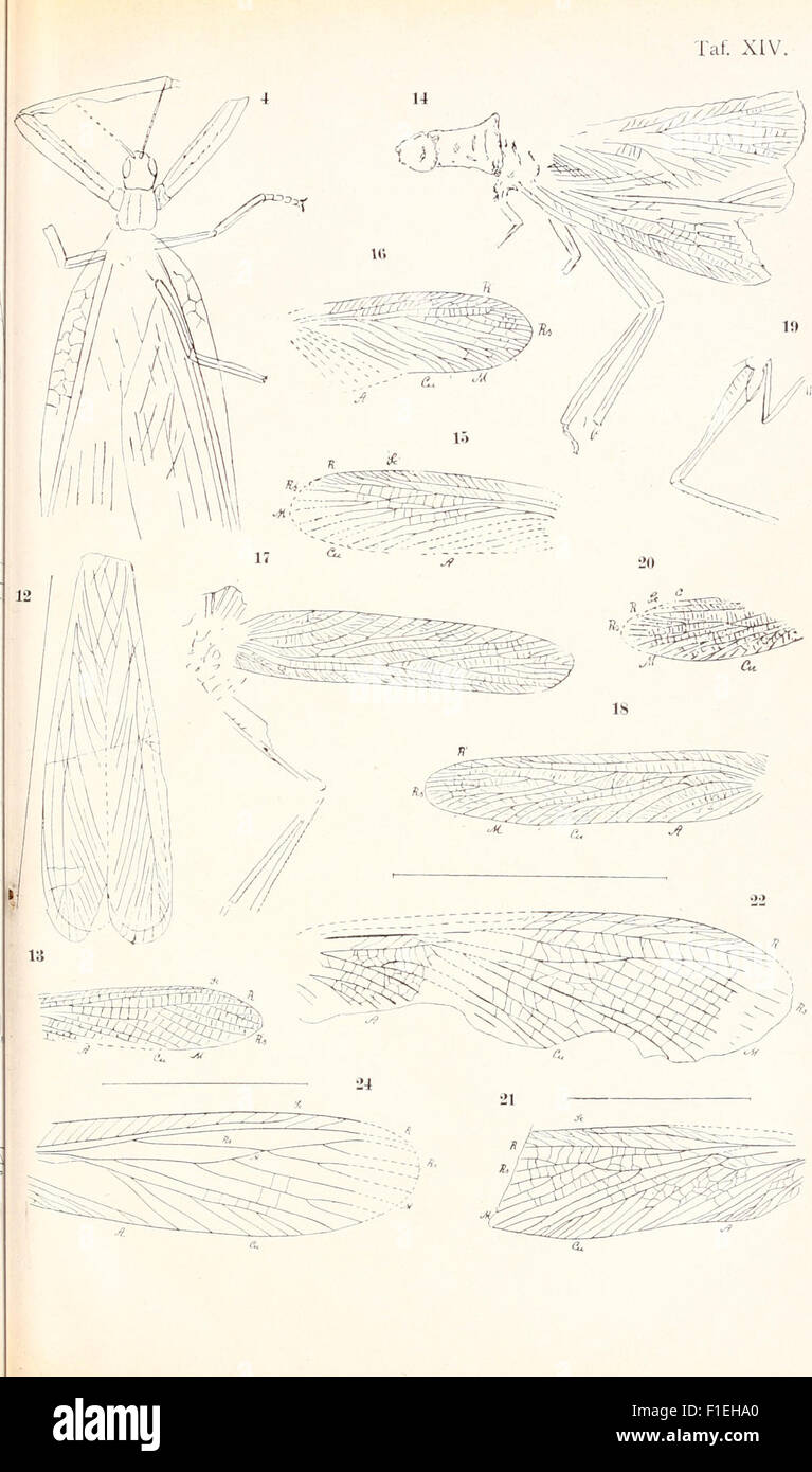 This 1908 handbook focuses on the fossil insects and their phylogeny, providing insight into the ...
