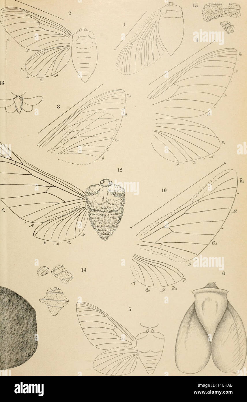 This 1908 work examines the fossilized insects and their phylogeny ...