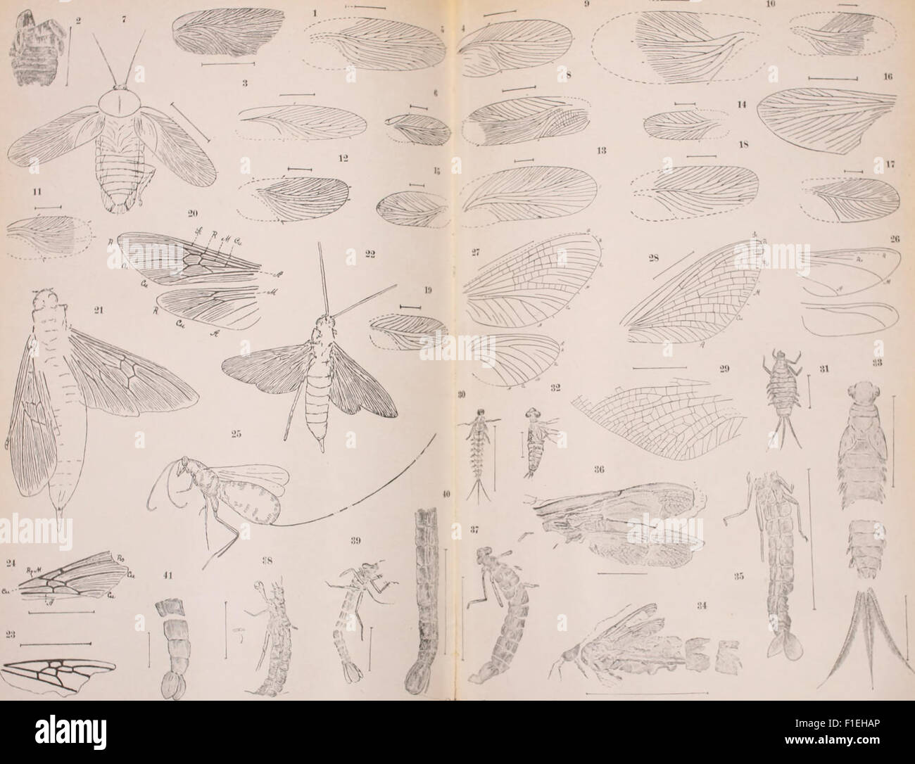 A 1908 work on fossil insects and their phylogeny, aimed at ...