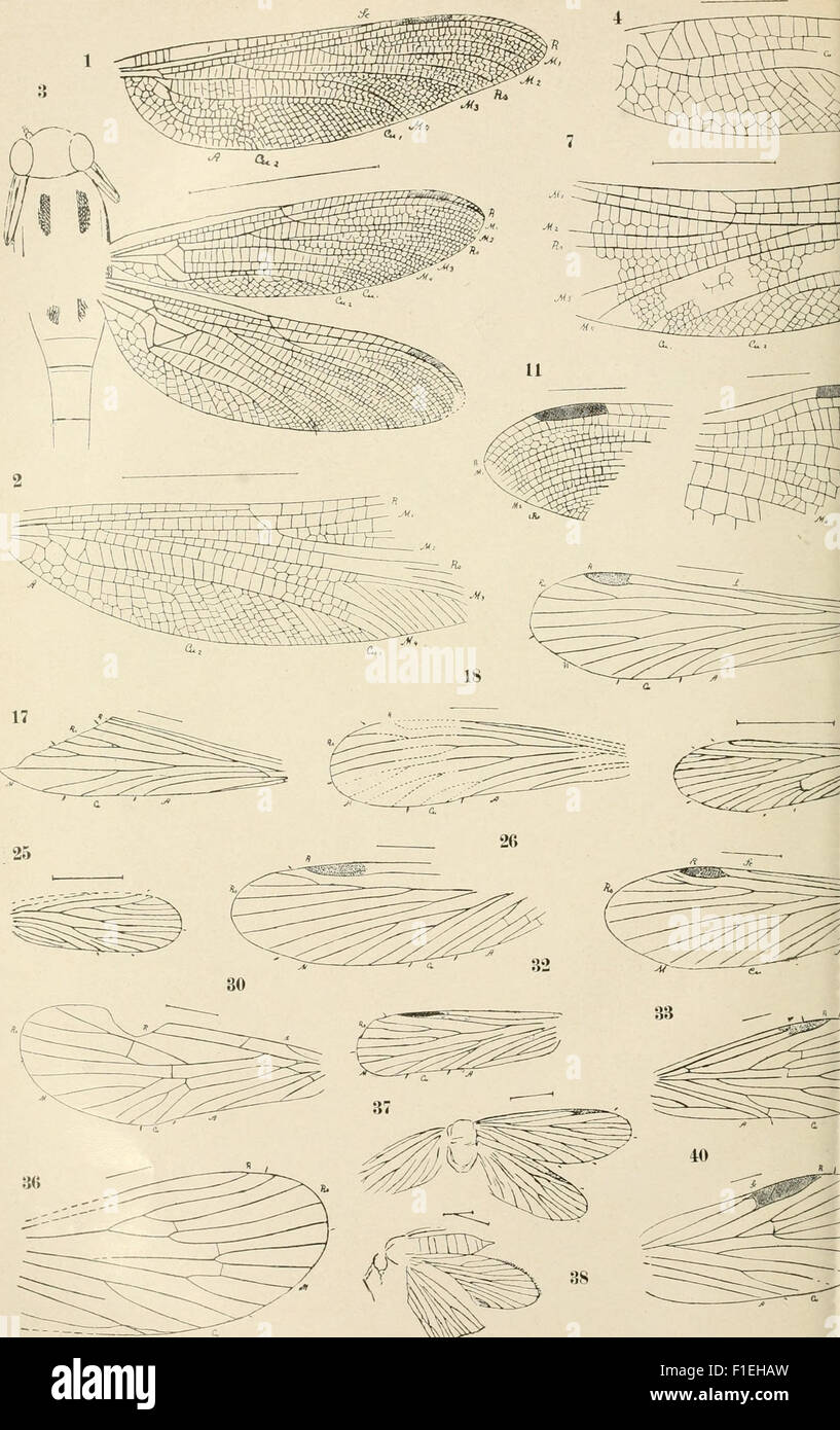 'Die Fossilen Insekten' (Fossil Insects) offers a detailed examination ...
