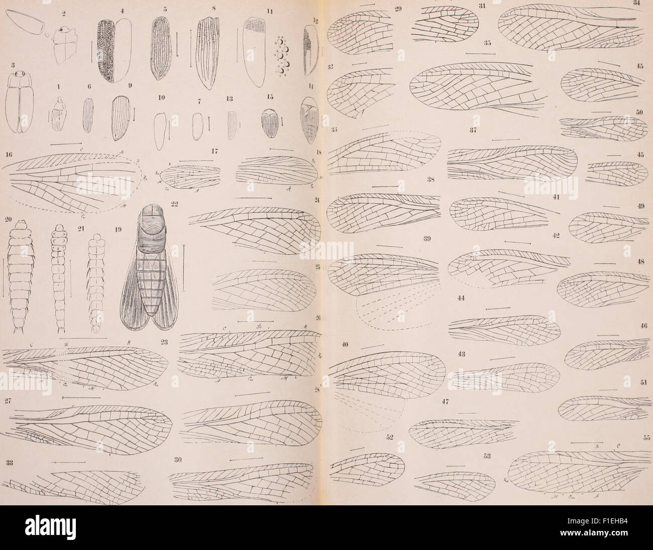 This 1908 work discusses fossilized insects and their phylogenetic ...