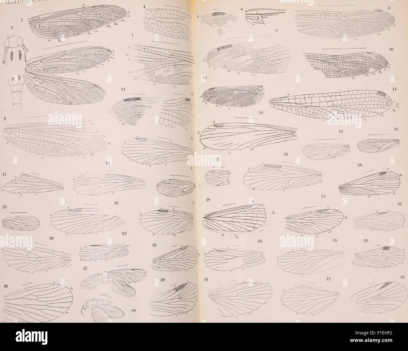 *Die fossilen Insekten* (The Fossil Insects) explores the fossil ...