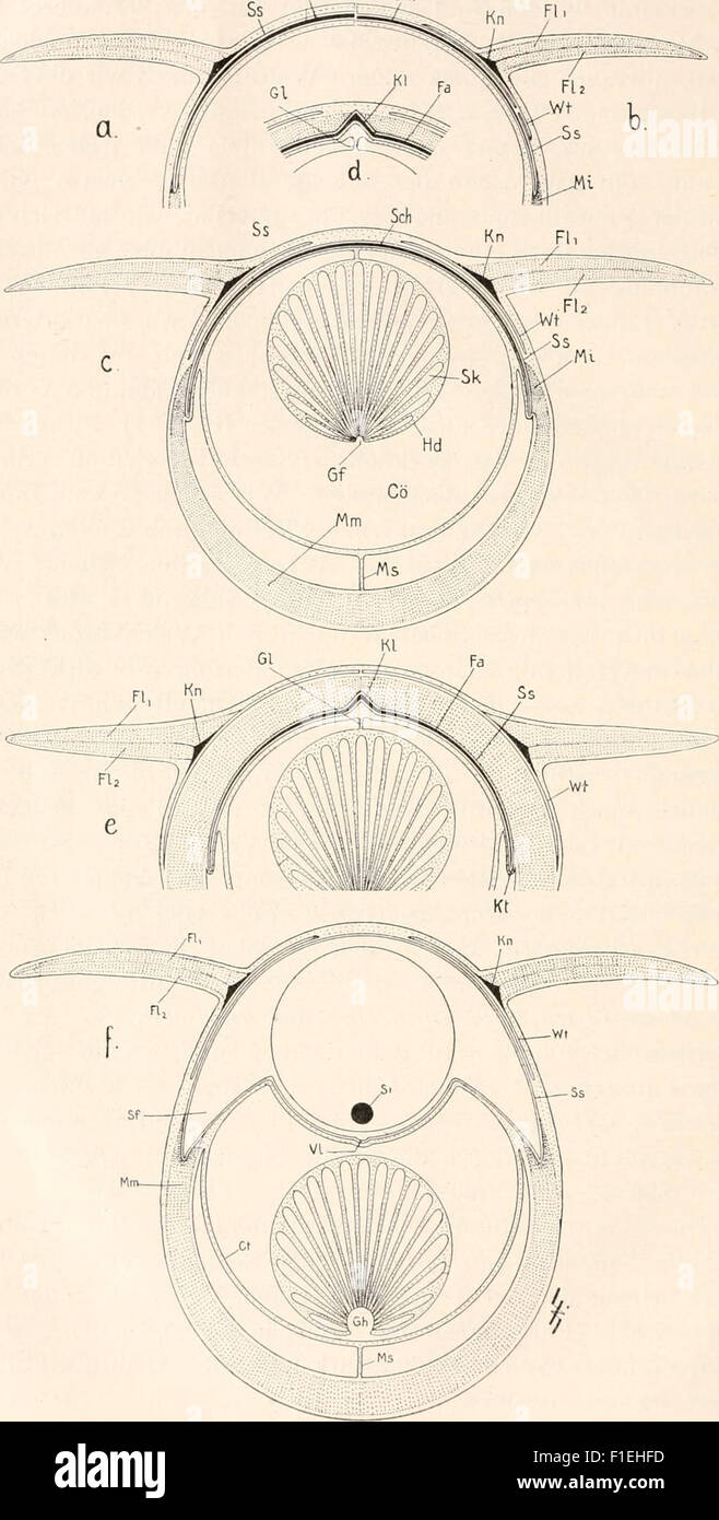 This paleontological monograph focuses on the fossilized remains of ...