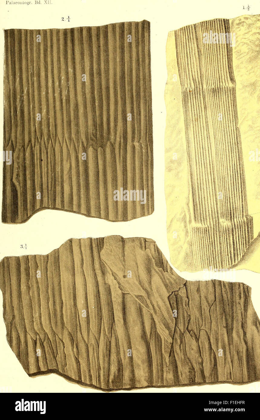 Die fossile Flora der Permischen Formation (1864 Stock Photo - Alamy