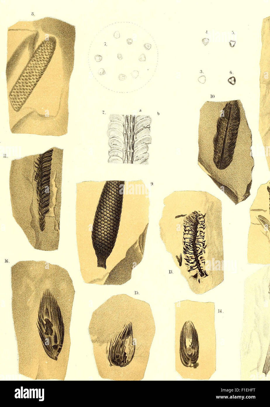 Die fossile Flora der Permischen Formation (1864 Stock Photo - Alamy