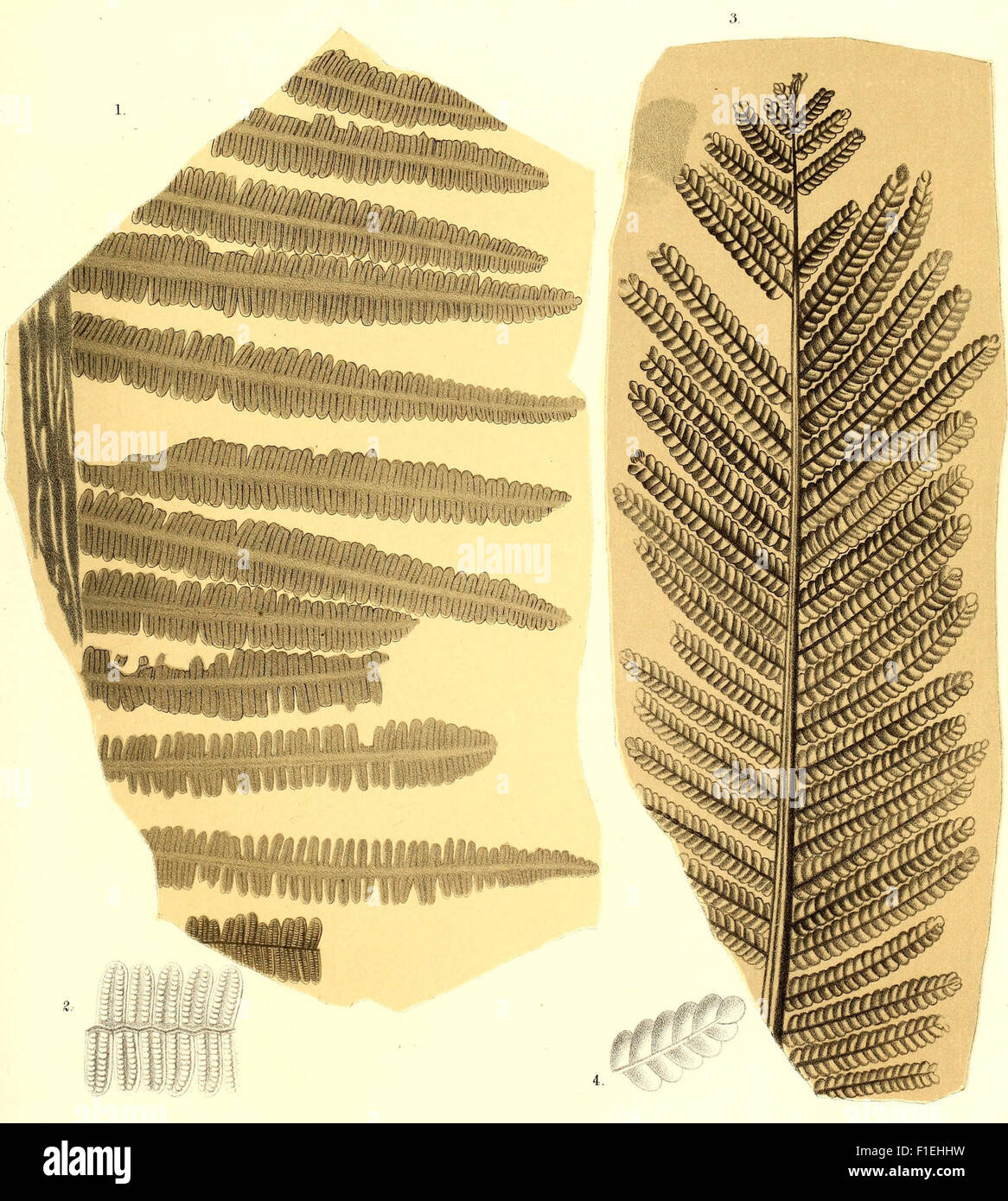 Die fossile Flora der Permischen Formation (1864 Stock Photo - Alamy