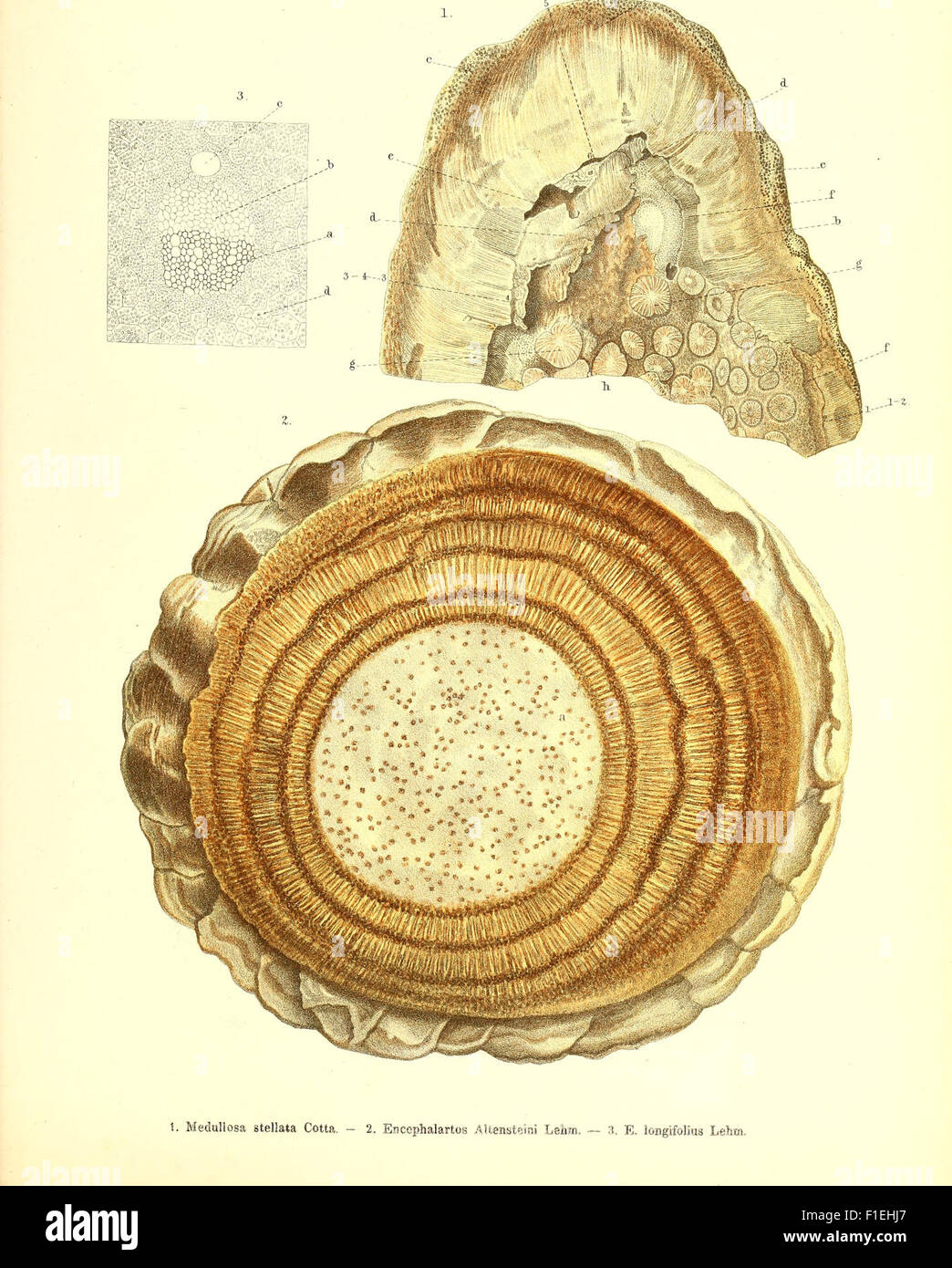 This 1864 work examines the fossil flora of the Permian Formation ...