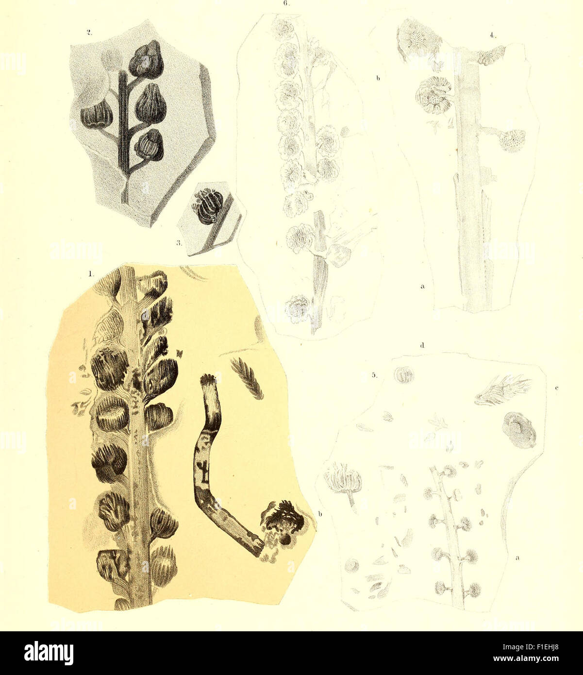 This 1864 work details the fossilized flora of the Permian Formation ...