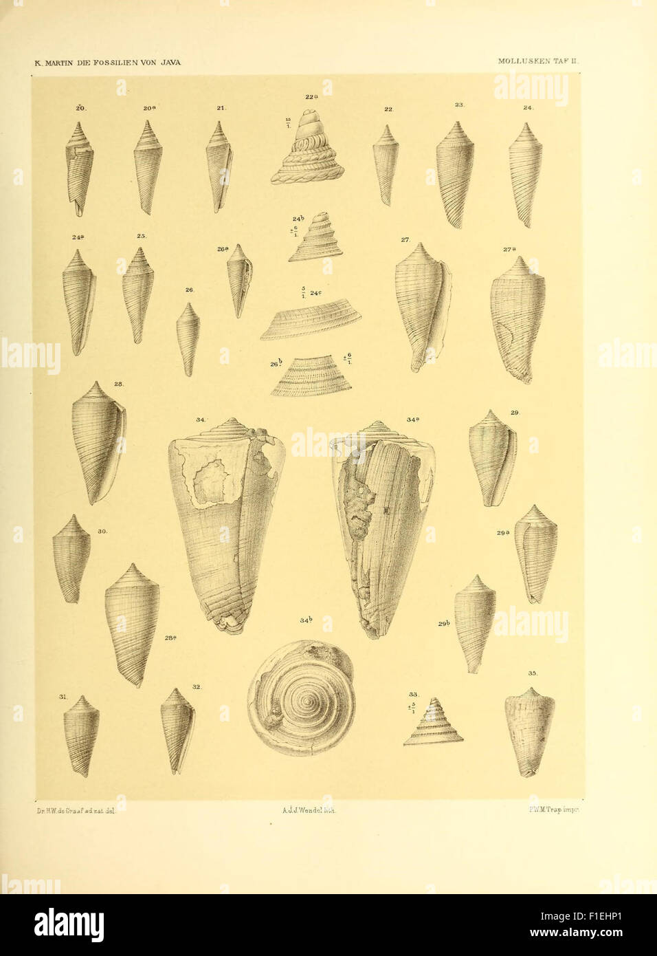 An illustration from 'Die Fossilien von Java,' a work on the fossil ...
