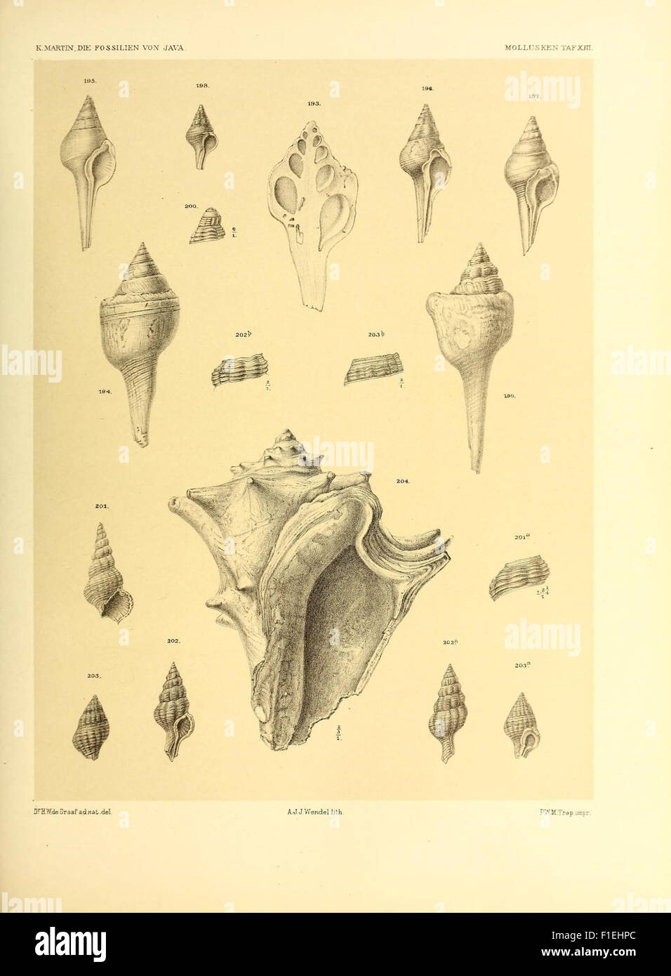 *Die Fossilien von Java* is a vintage book focusing on the fossils ...