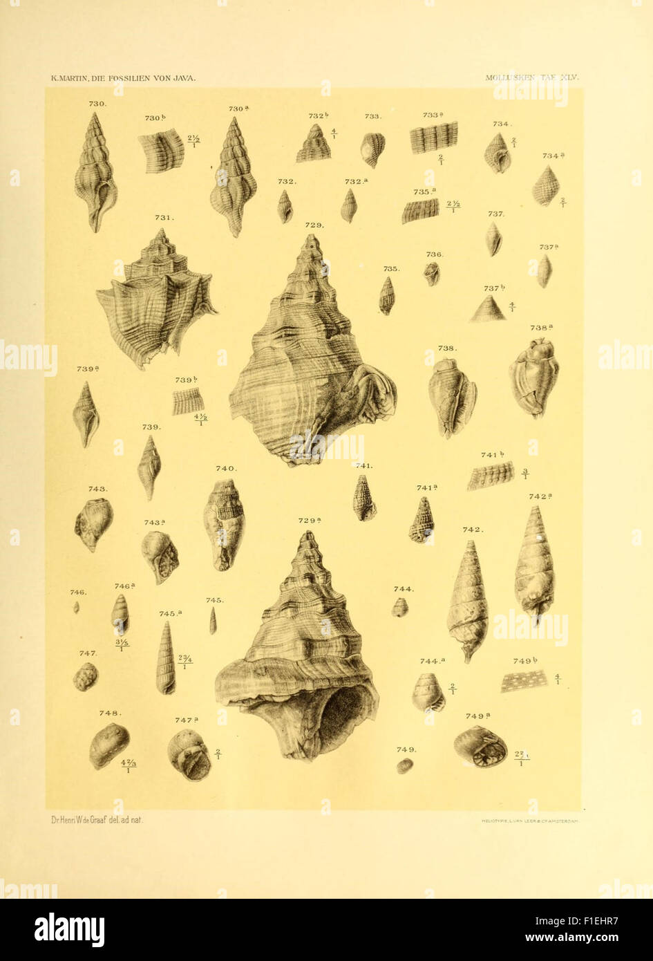 *Die Fossilien von Java* explores the fossilized remains discovered on ...