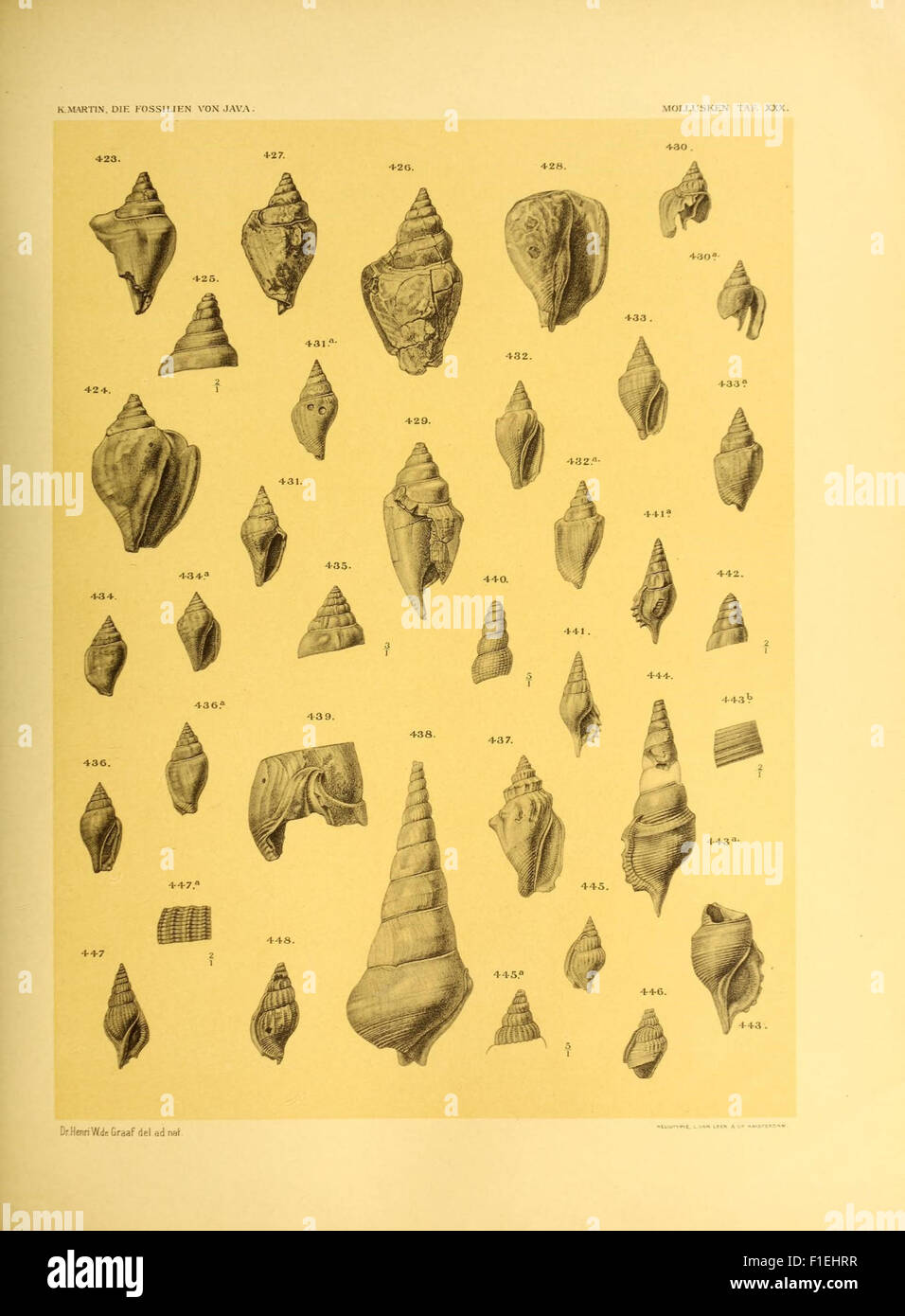 This vintage illustration depicts fossils from Java, Indonesia ...