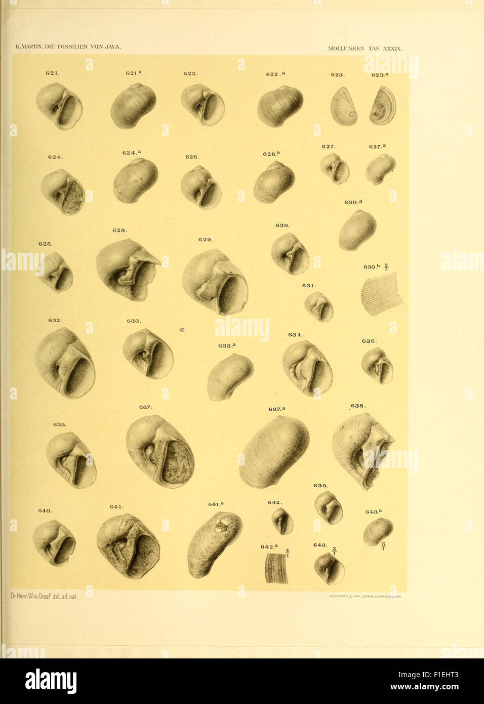 This work explores the fossilized remains found on the island of Java ...