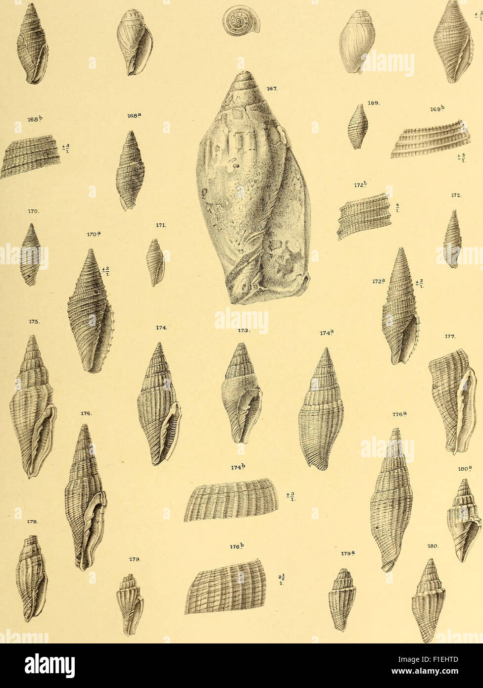 This 1891 work presents the fossil collection from Java, compiled by Dr ...