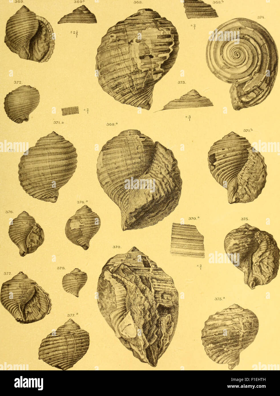 This 1891 scientific work documents fossil specimens collected in Java ...