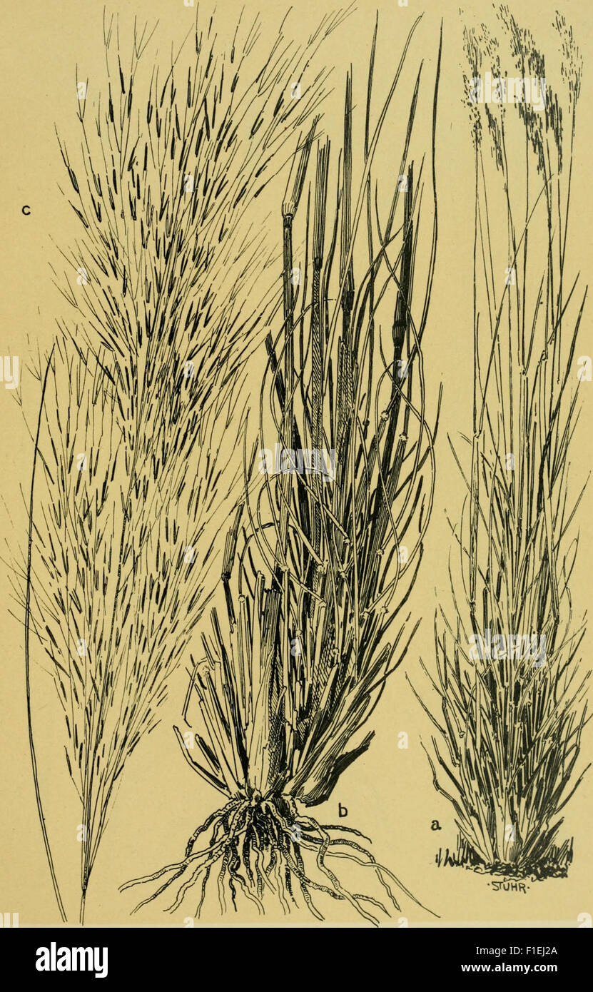 This 1914 study focuses on the fodder plants of German South West ...