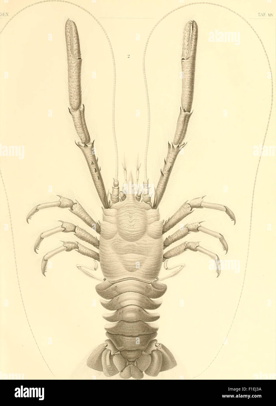 This 1913 work details the findings of the German Deep Sea Expedition ...