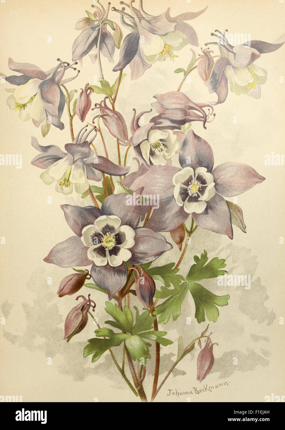 *Die Gartenwelt* (1902) is a German horticultural magazine that covers ...