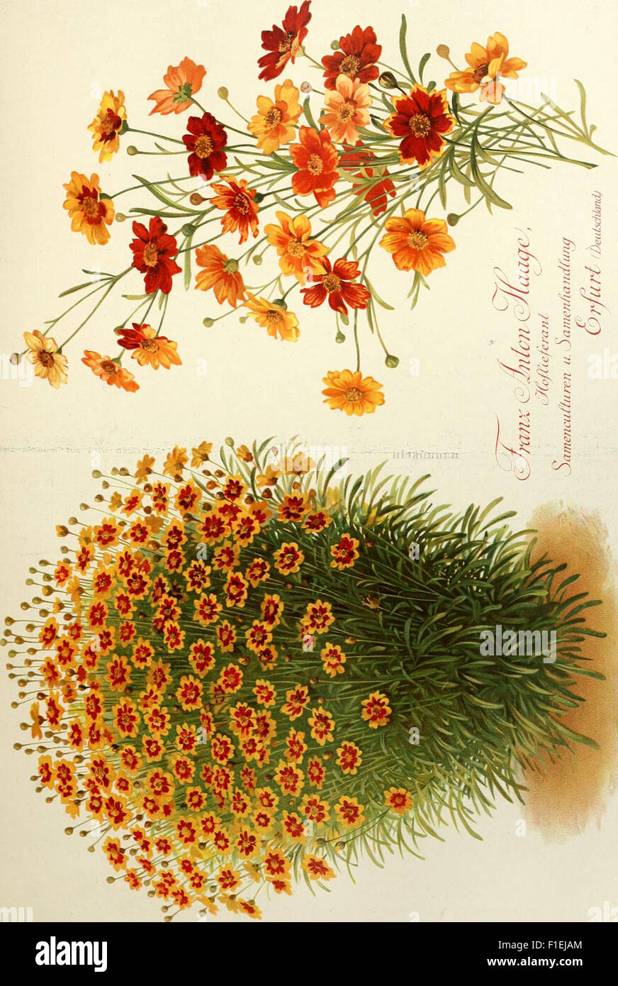 This 1902 German work, *Die Gartenwelt*, offers a detailed exploration ...