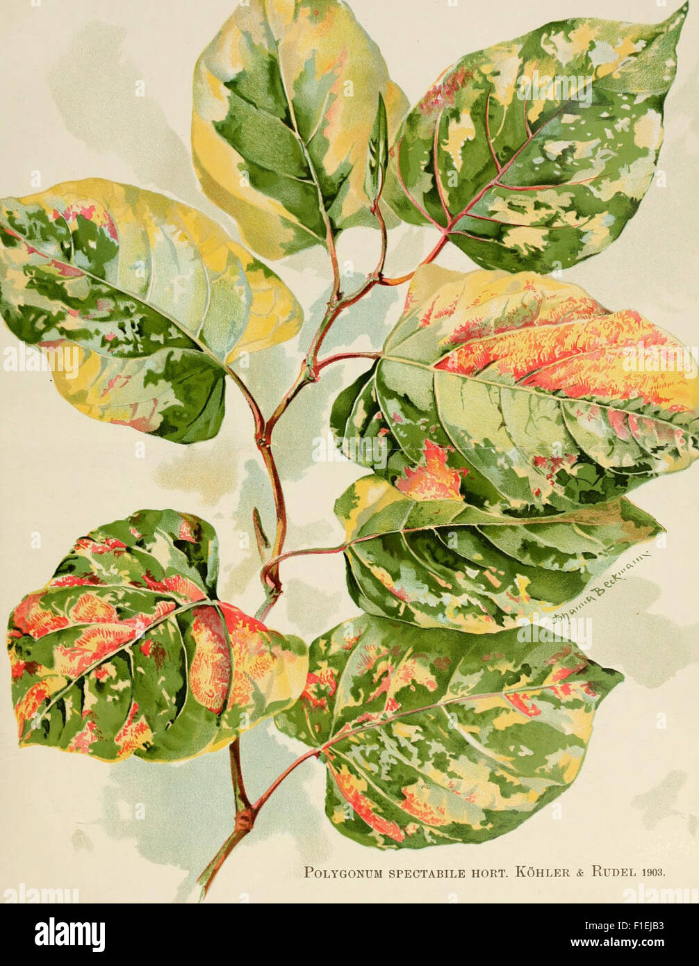 *Die Gartenwelt* (The Garden World) was a German horticultural magazine ...