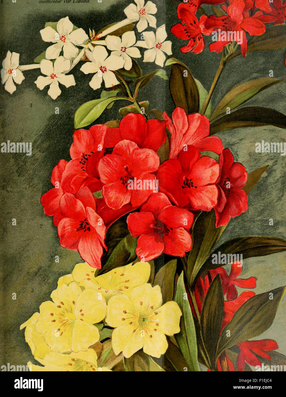 'Die Gartenwelt' (1913) is a German publication focusing on ...