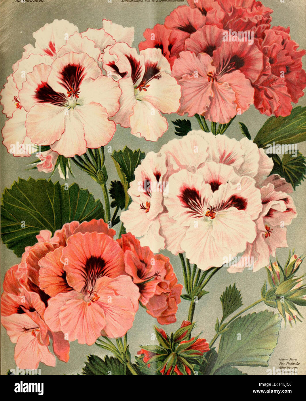A 1913 German book titled 'Die Gartenwelt', which explores gardening ...