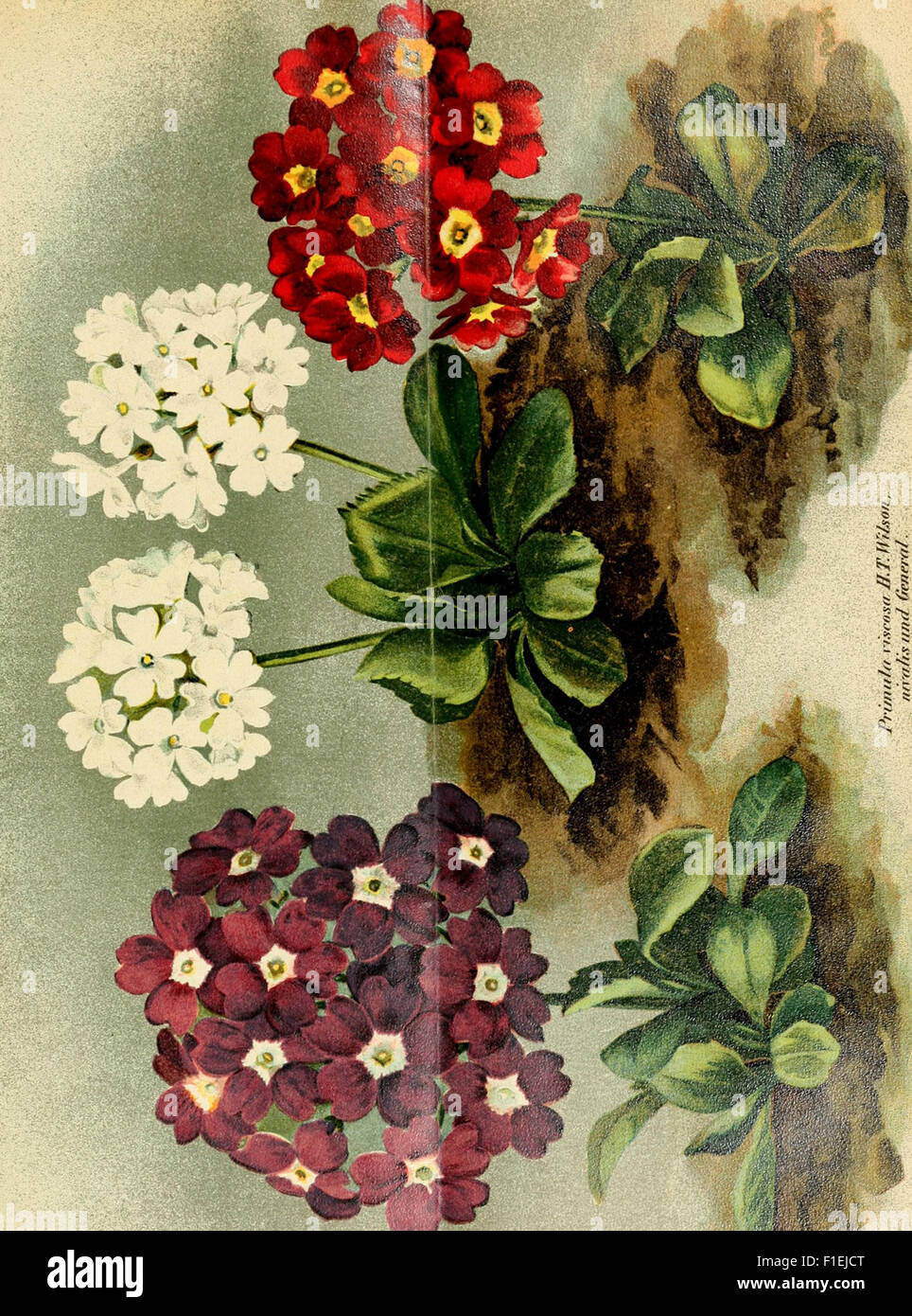 'Die Gartenwelt' (1916) is a German publication focused on gardening ...