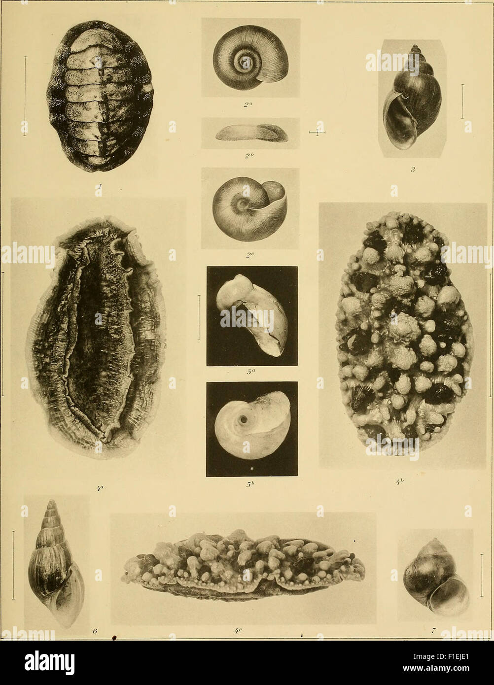 This 1905 work maps the geographic distribution of slugs, examining ...