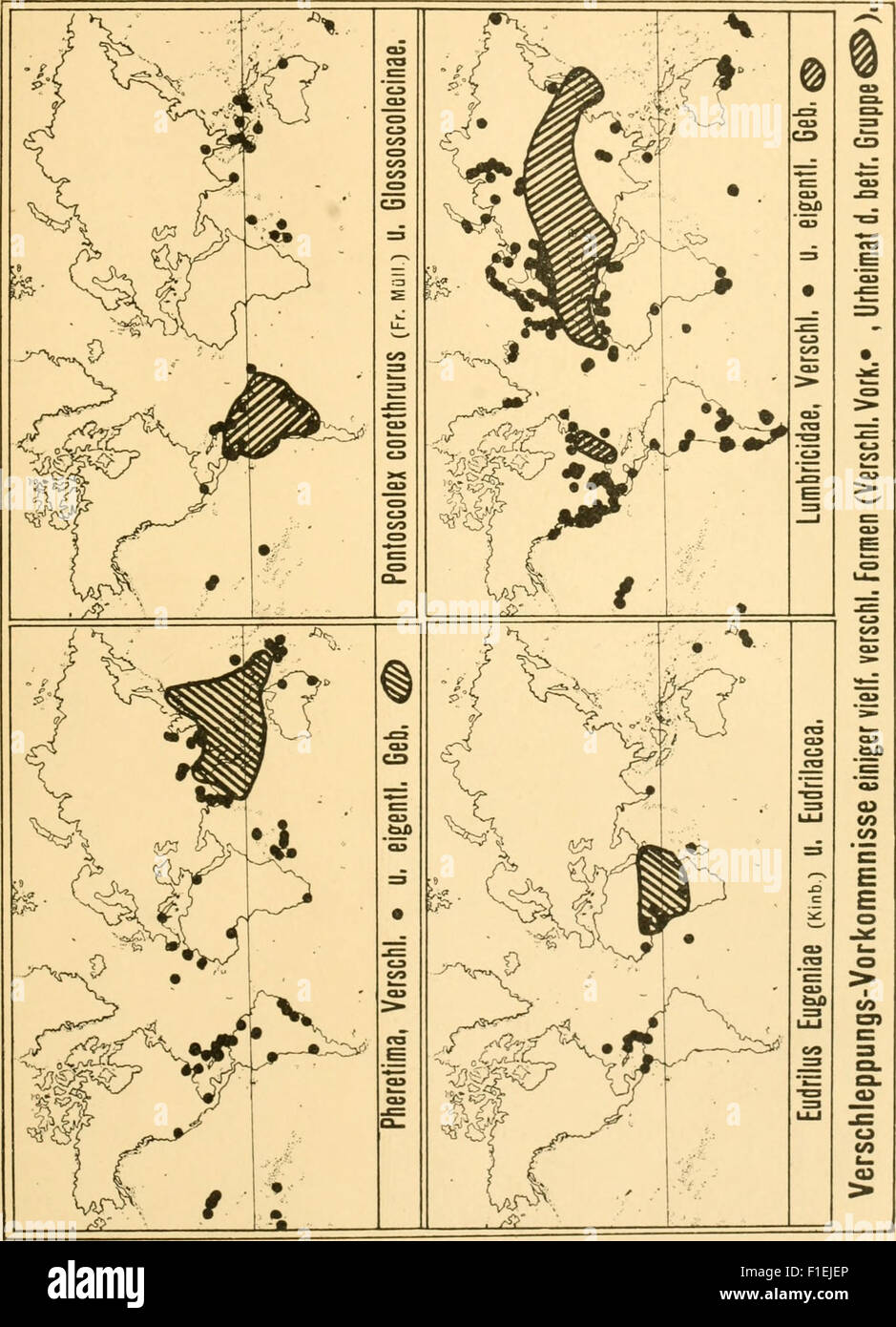 Die geographische Verbreitung der Oligochaeten (1903 Stock Photo - Alamy Die geographische Verbreitung der Oligochaeten (1903 Stock Photo - Alamy