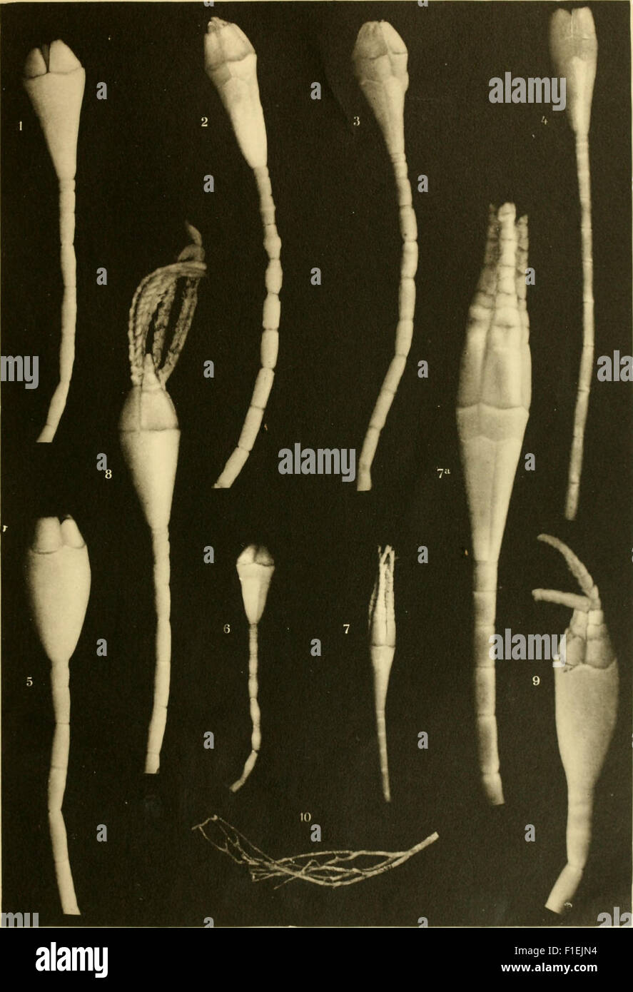 This 1912 work documents the findings of the German deep-sea expedition ...