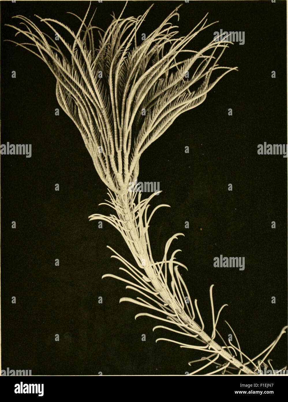 'Die Gestielten Crinoiden der Deutschen Tiefsee-Expedition' (The ...