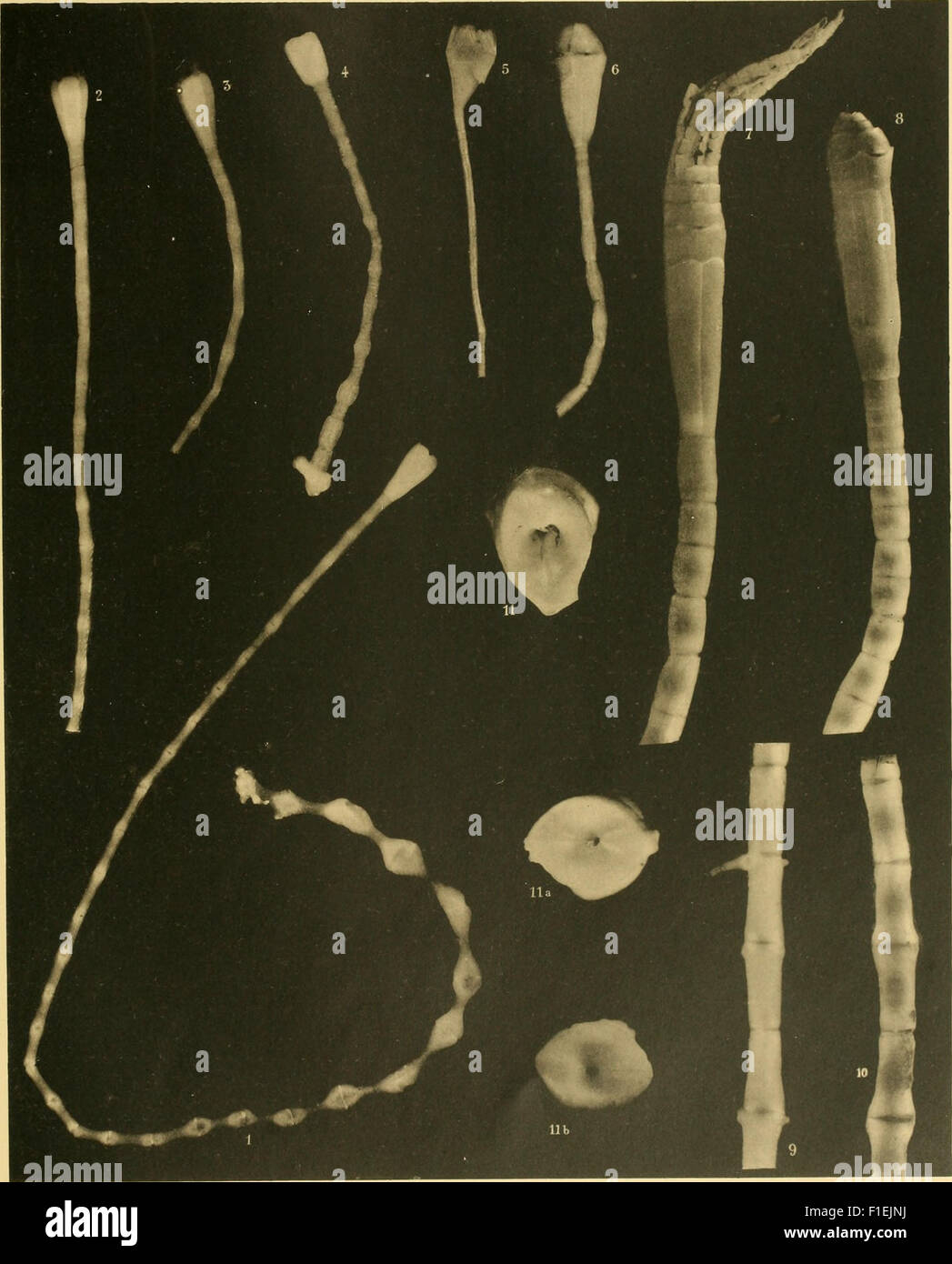 This work focuses on the stalked crinoids collected during the Siboga ...