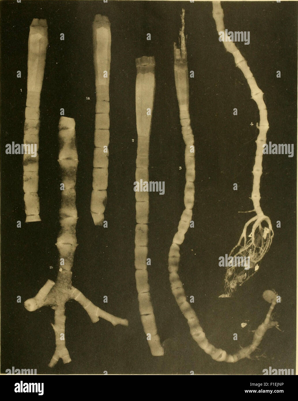This 1907 work on the stalked crinoids from the Siboga Expedition ...
