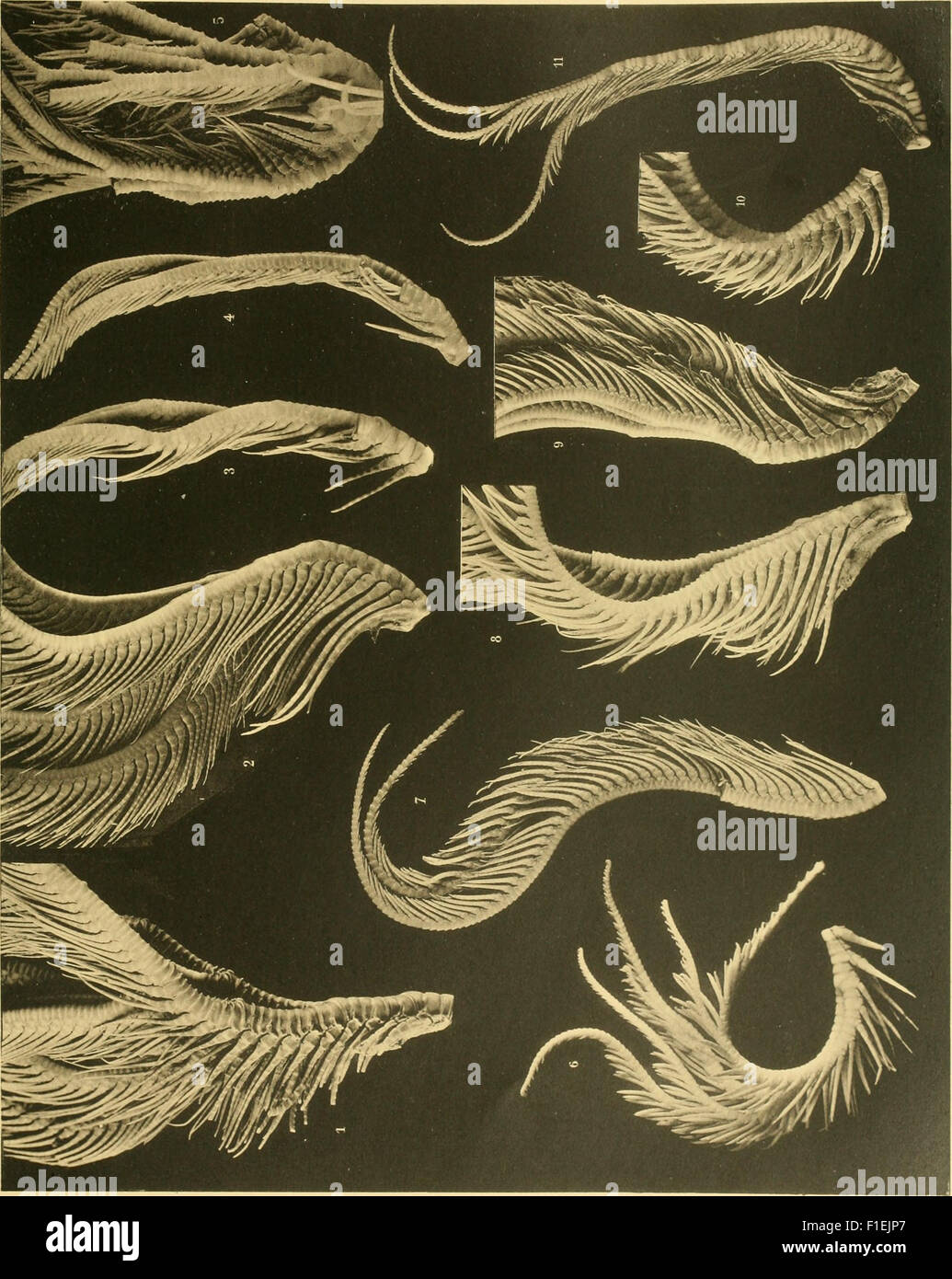 'Die Gestielten Crinoiden der Siboga-Expedition' (1907) documents the ...