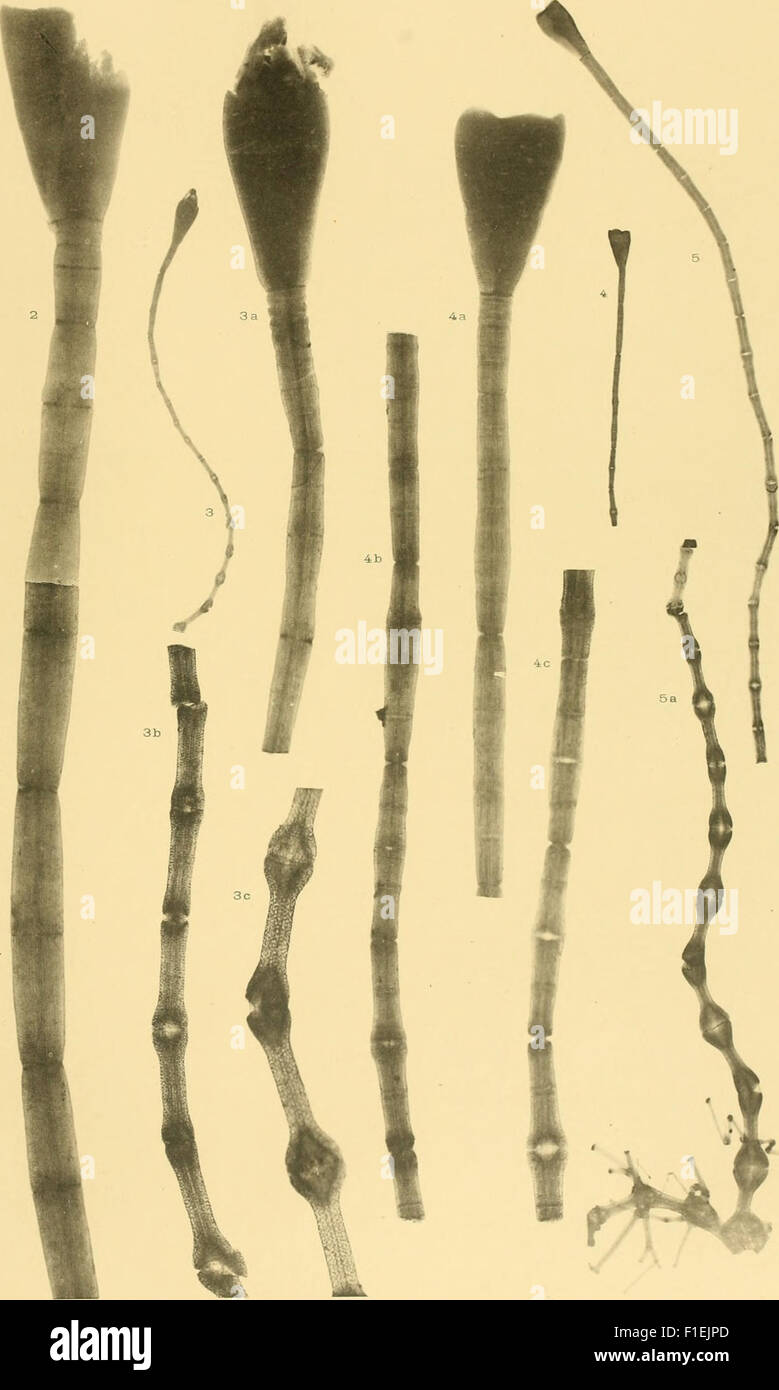 'Die Gestielten Crinoiden der Siboga-Expedition' (1907) provides a ...