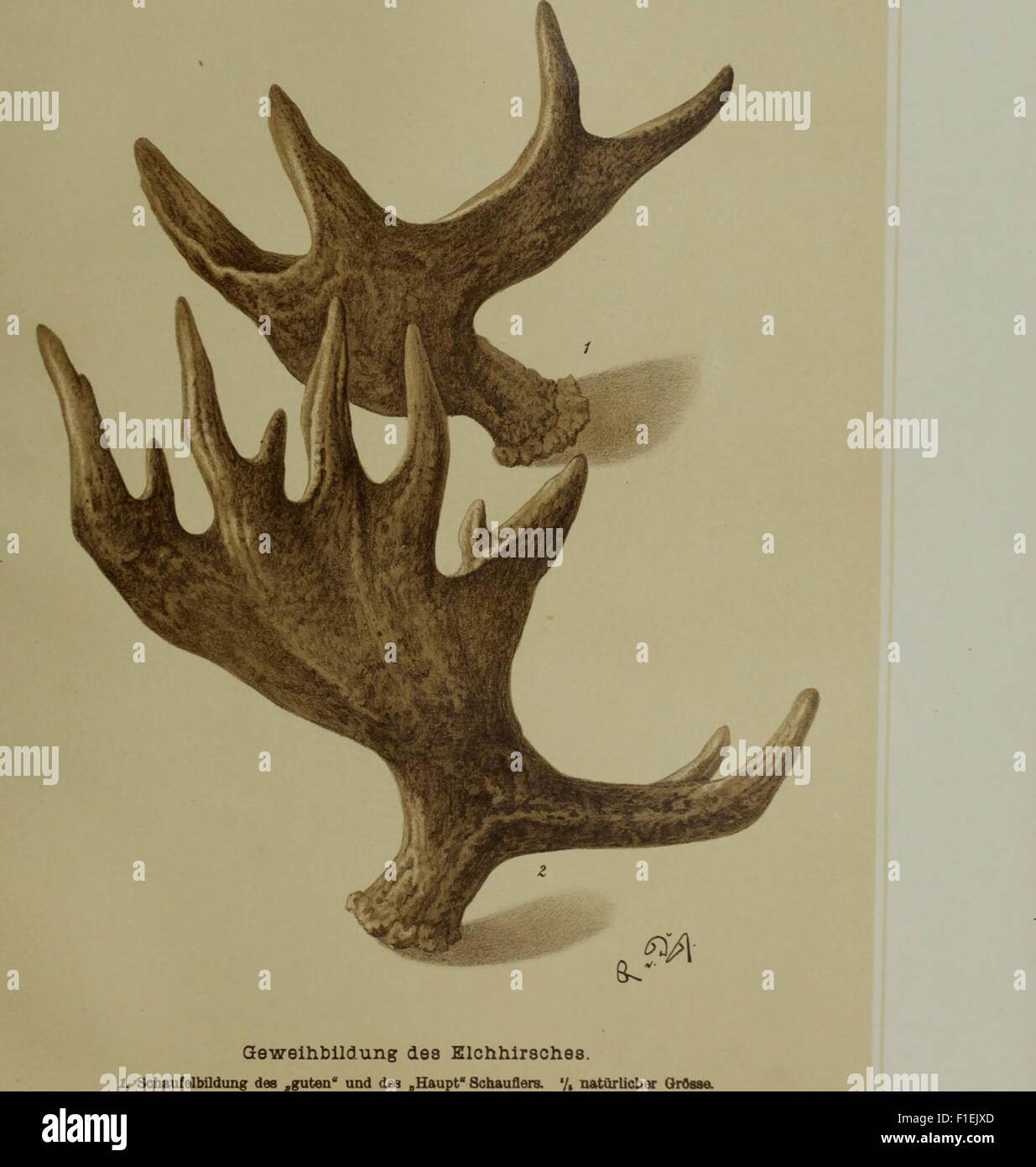 This 1885 work focuses on the antler formation of European deer species ...