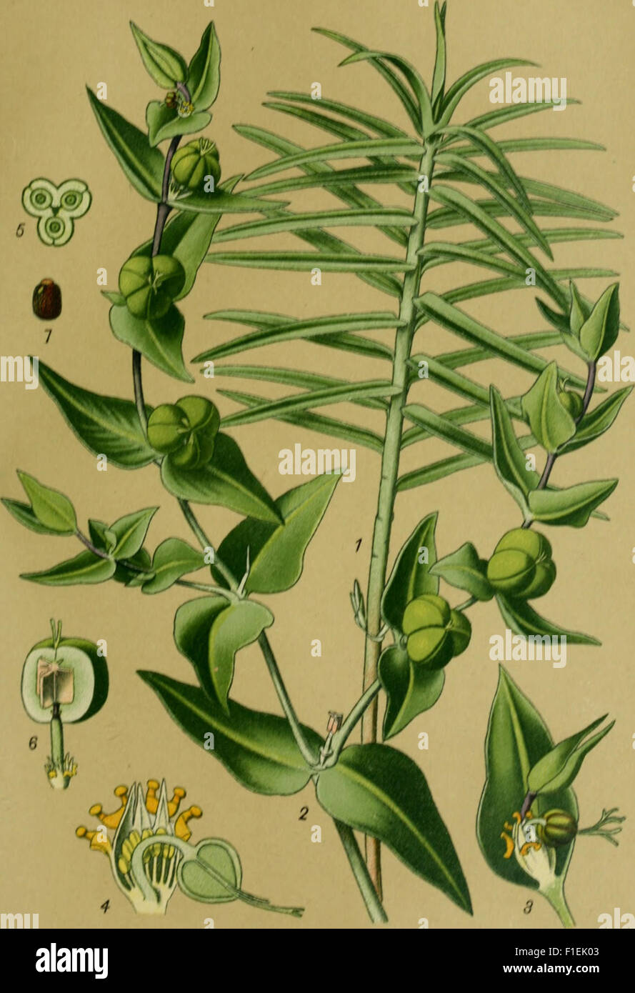 This 1910 work, 'Die Giftpflanzen Deutschlands' (The Poisonous Plants ...
