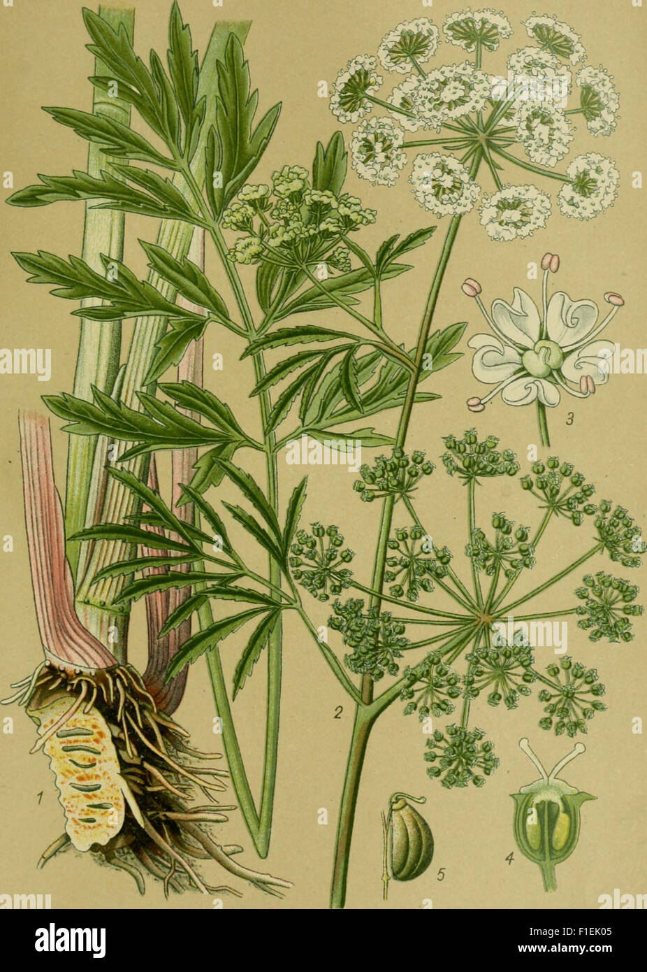 'Die Giftpflanzen Deutschlands' is a 1910 work documenting poisonous ...