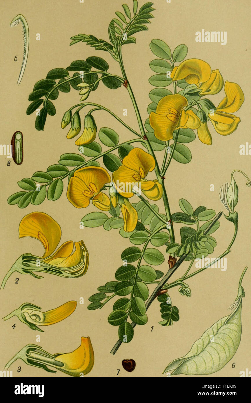 'Die Giftpflanzen Deutschlands' (The Poisonous Plants of Germany) from ...