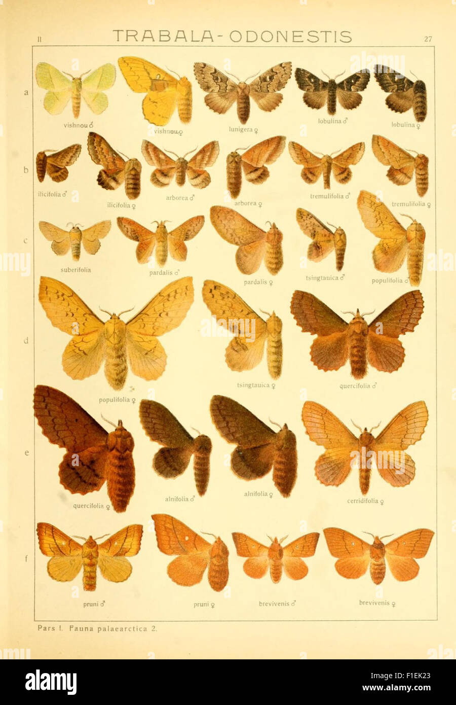 'Die Gross-Schmetterlinge der Erde' illustrates the large butterflies ...