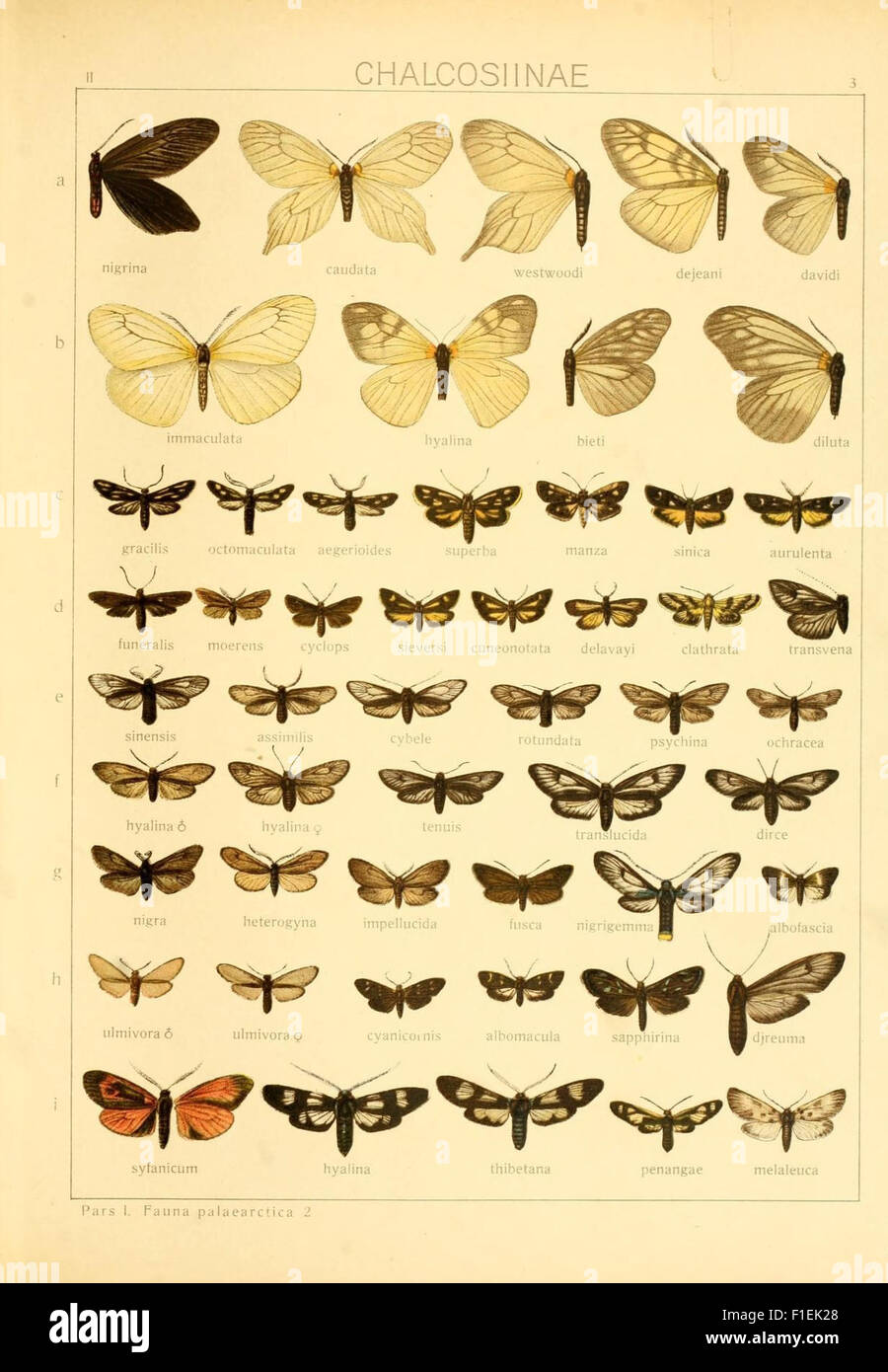 'Die Gross-Schmetterlinge der Erde' (The Large Butterflies of the World ...