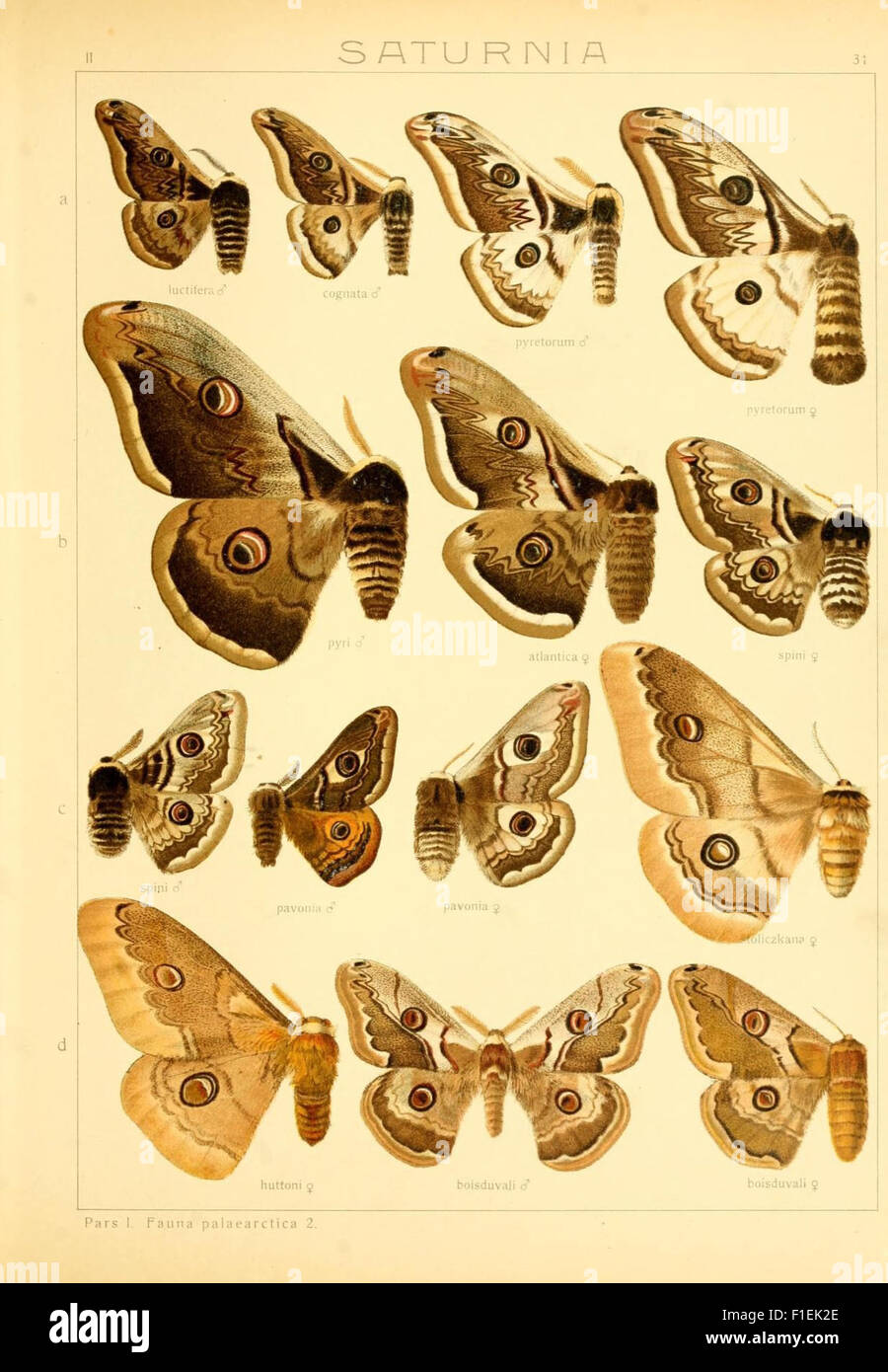'Die Gross-Schmetterlinge der Erde' illustrates large butterflies and ...