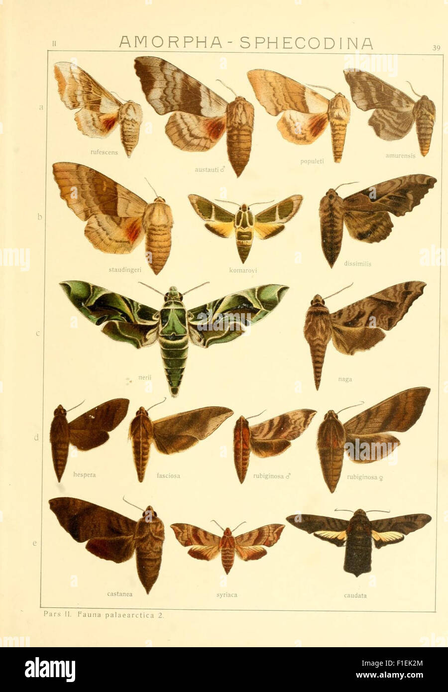 'Die Gross-Schmetterlinge der Erde' (The Large Butterflies of the Earth ...
