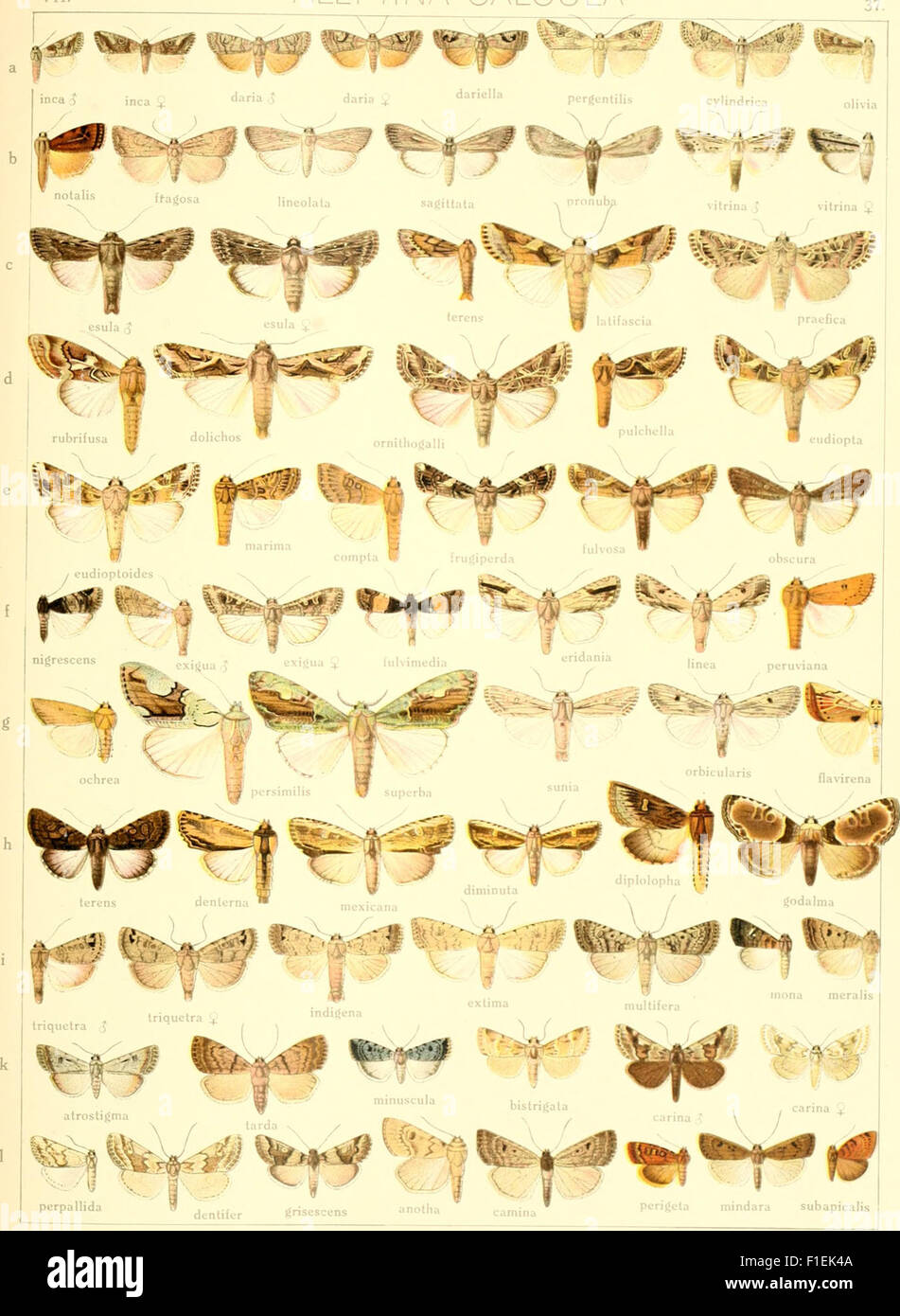 *Die Gross-Schmetterlinge der Erde* is a systematic study of large ...