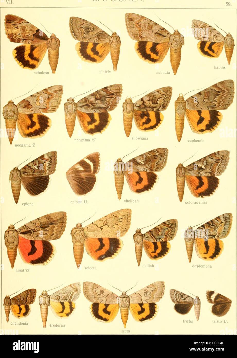 'Die Gross-Schmetterlinge der Erde' (The Large Butterflies of the World ...