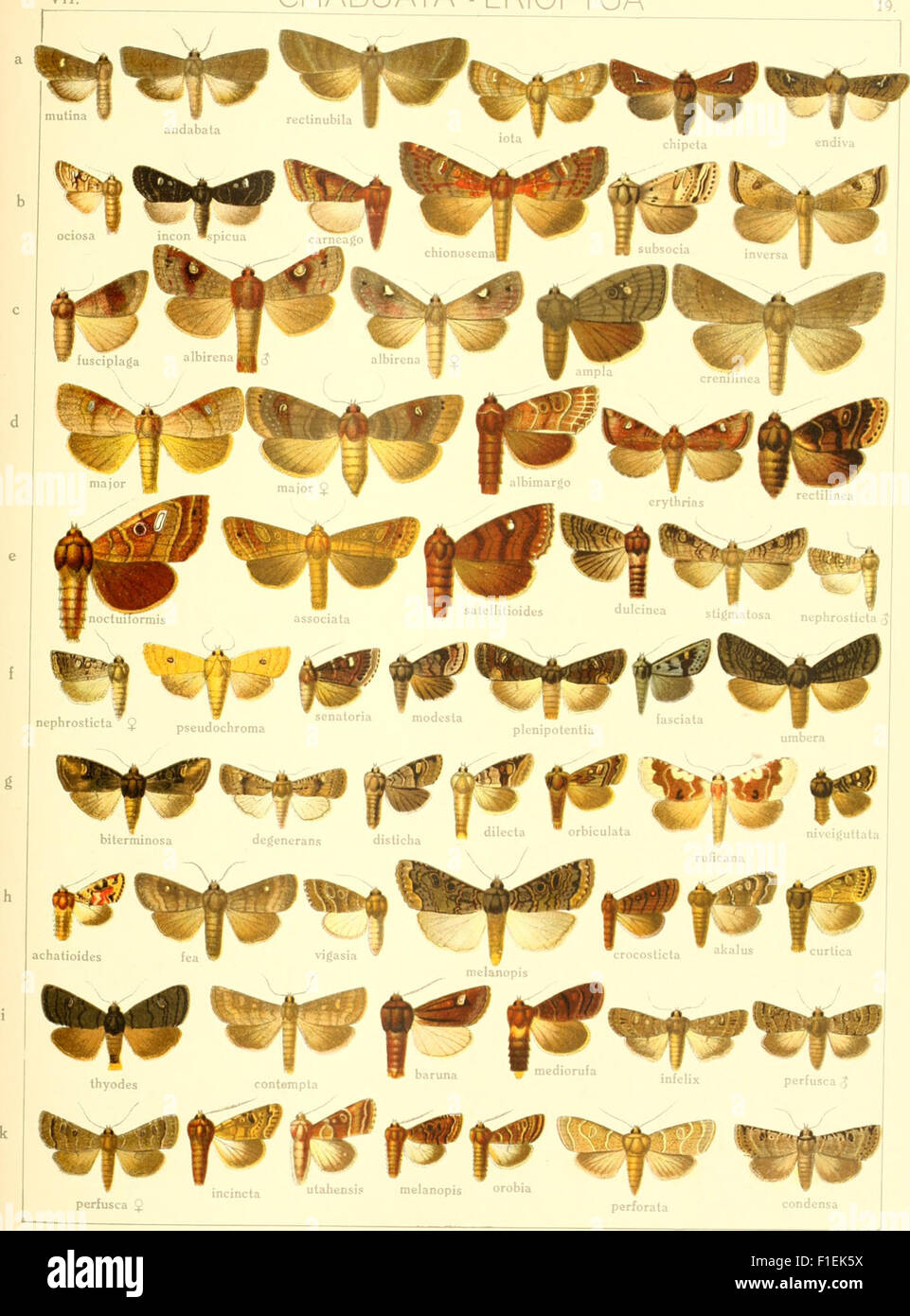 'Die Gross-Schmetterlinge der Erde' (1900) is a comprehensive work on ...