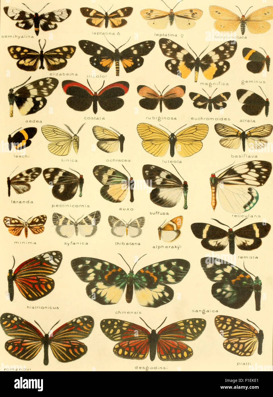 Die Gross-Schmetterlinge der Erde (1900) is a comprehensive study and ...